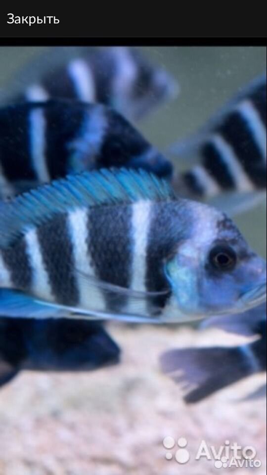 Аквариумные рыбки (фронтозы)