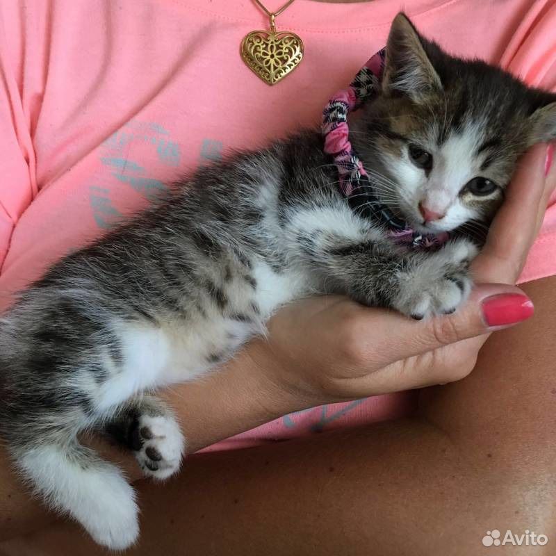 Чудесная девочка - котенок Таша в хорошие руки