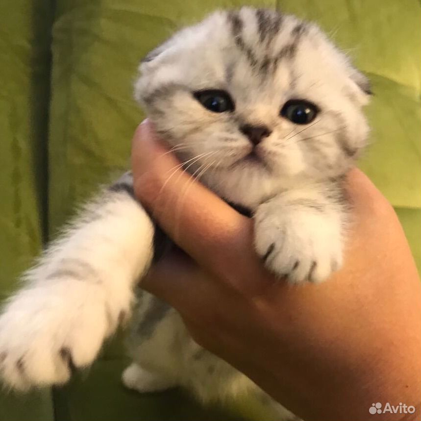 Шотландские котята: мраморные, голубые и другие