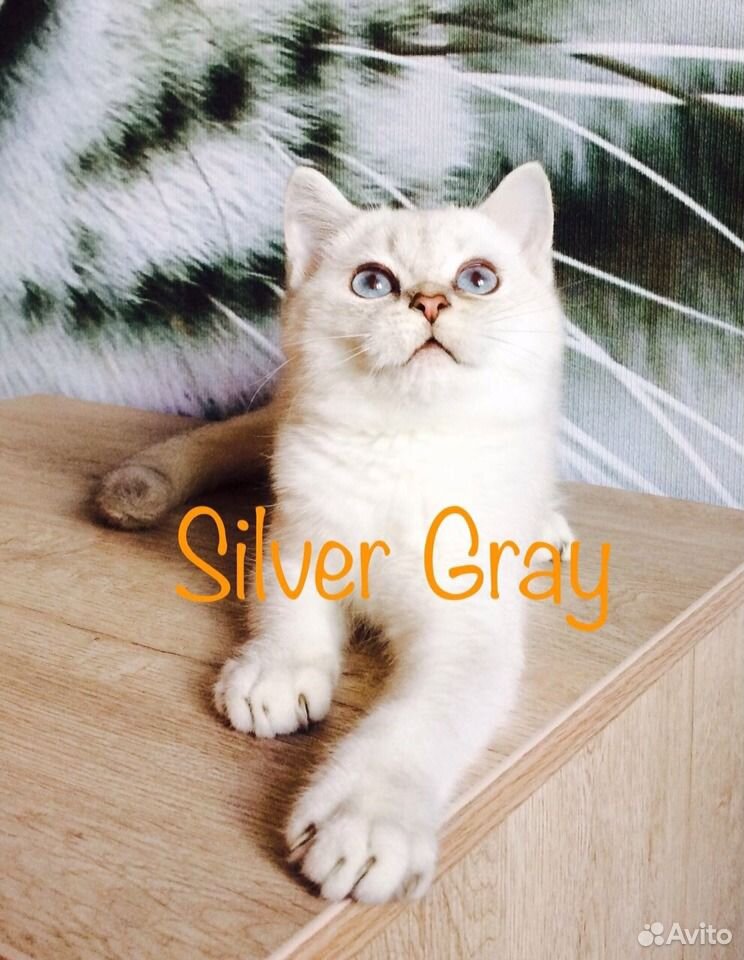 Девочка Silver Gray