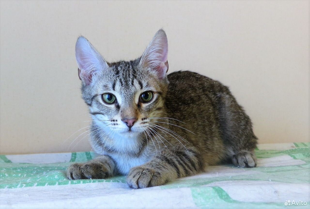 Озорной Тишка в добрые руки