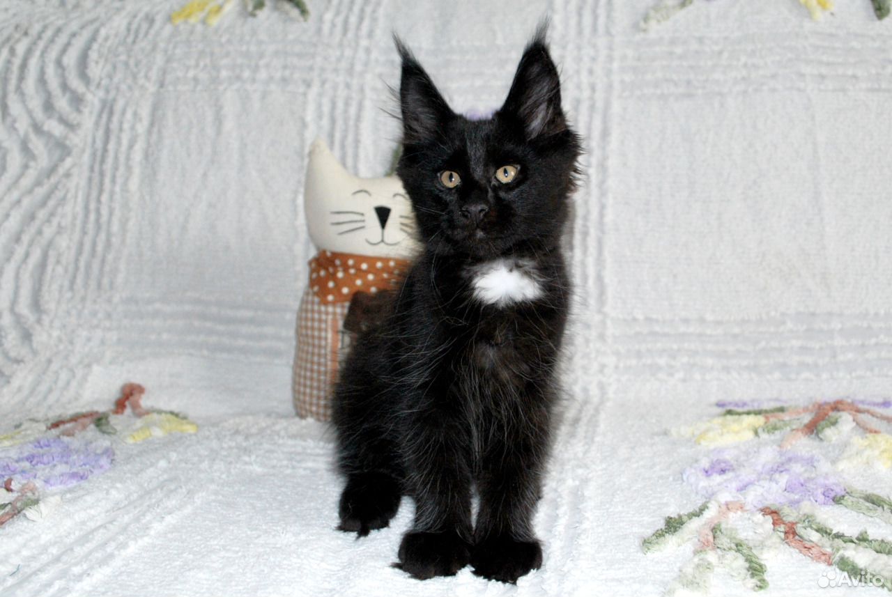 Породистая девочка мейн-кун