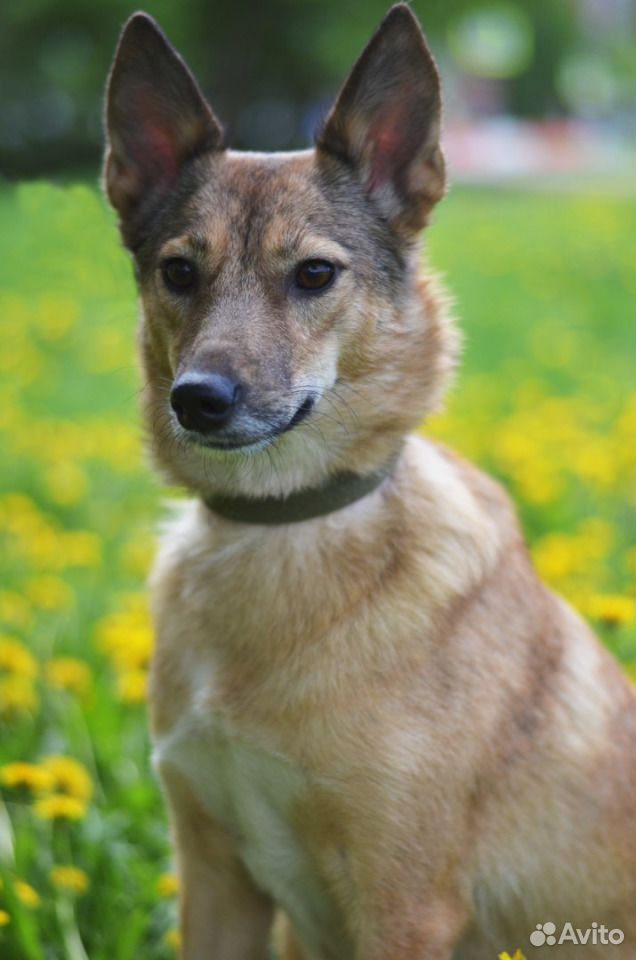 Миниатюрная лайка ищет семью