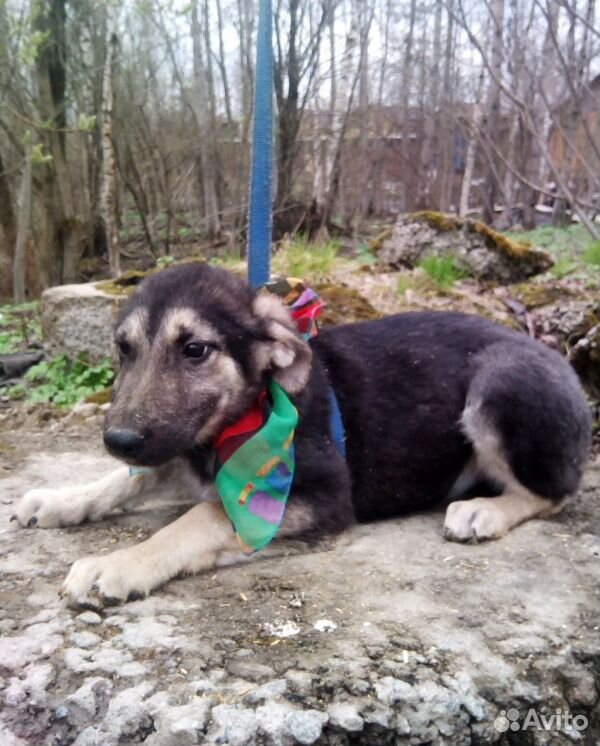 Крупные щенки, метисы сао