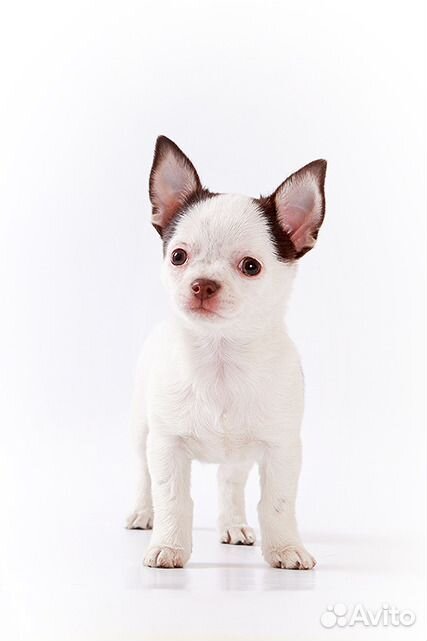 Бело-шоколадная девочка чихуауа