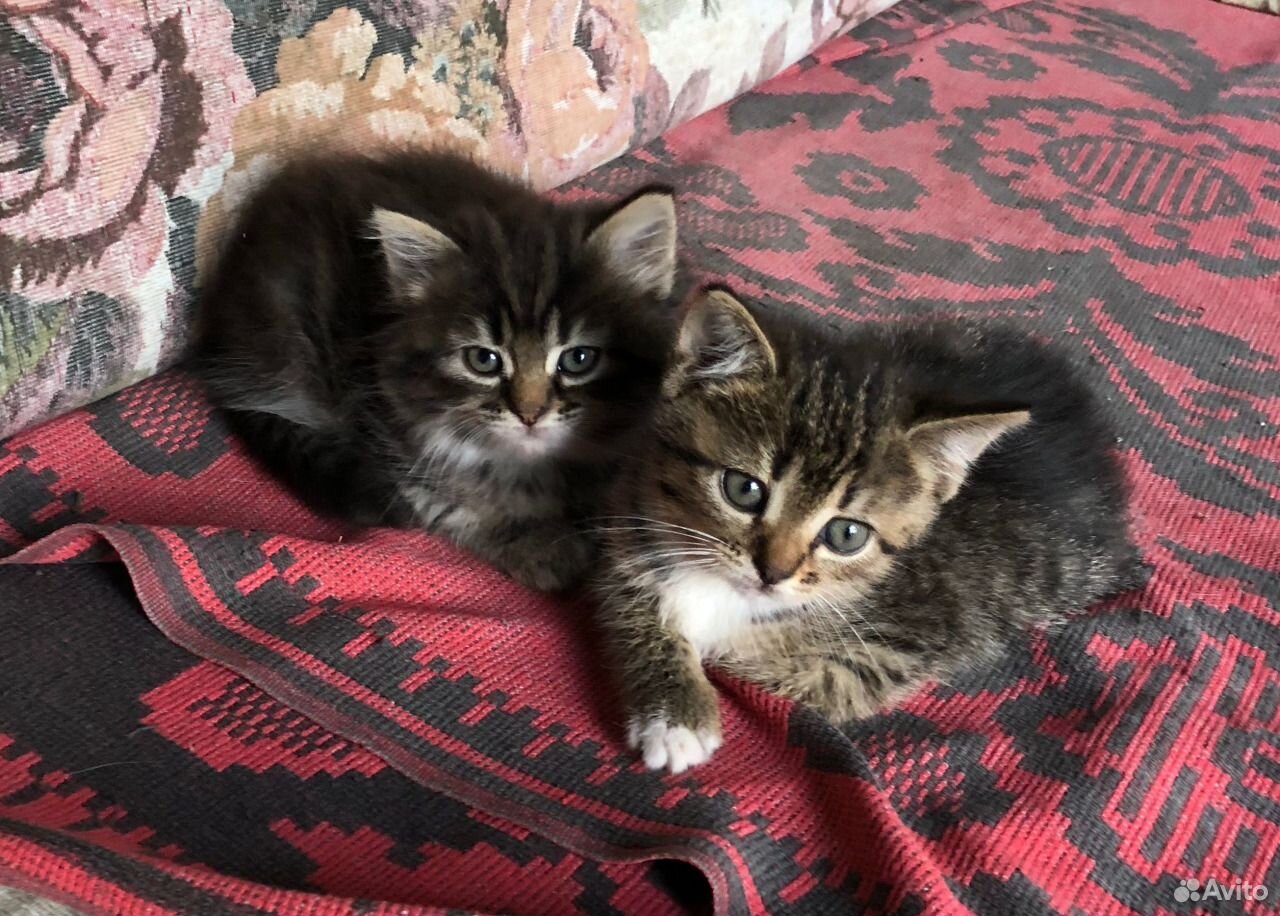 Подарю чудесных котят