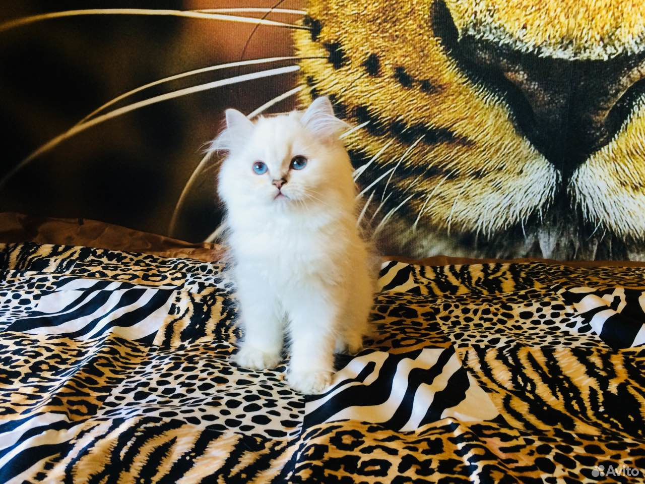 Клубный котик Рулет