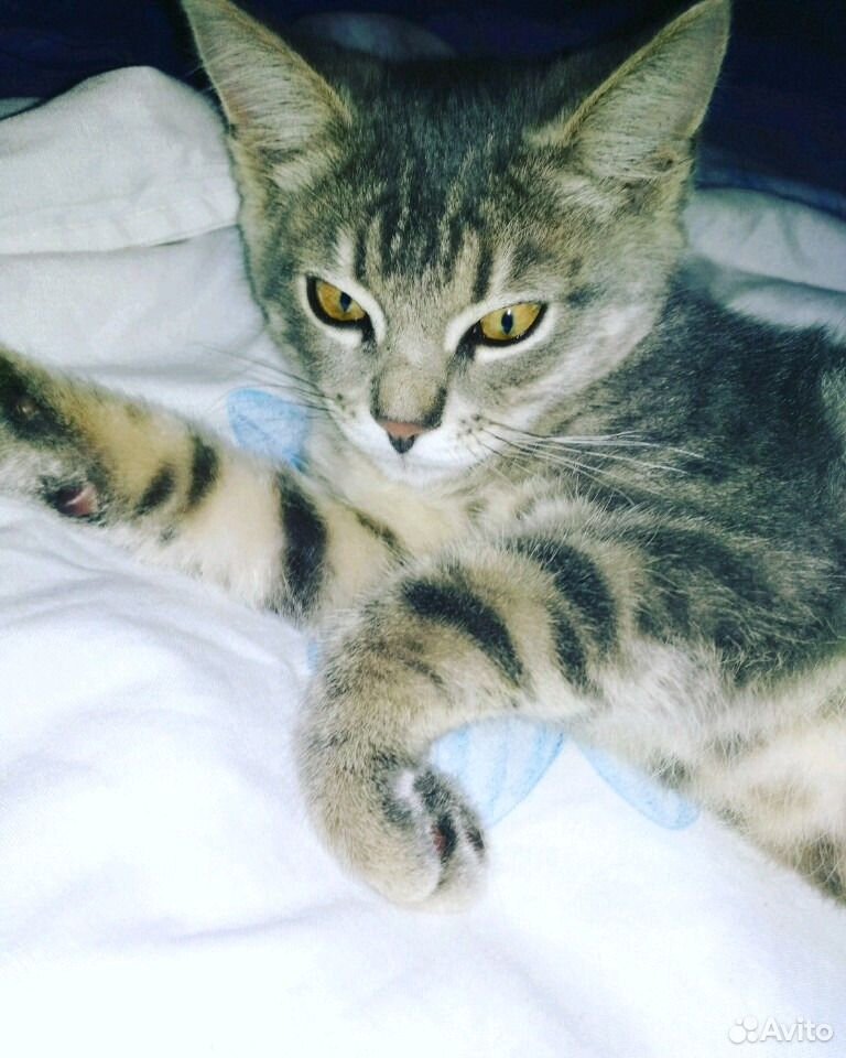 Котёнок в дар