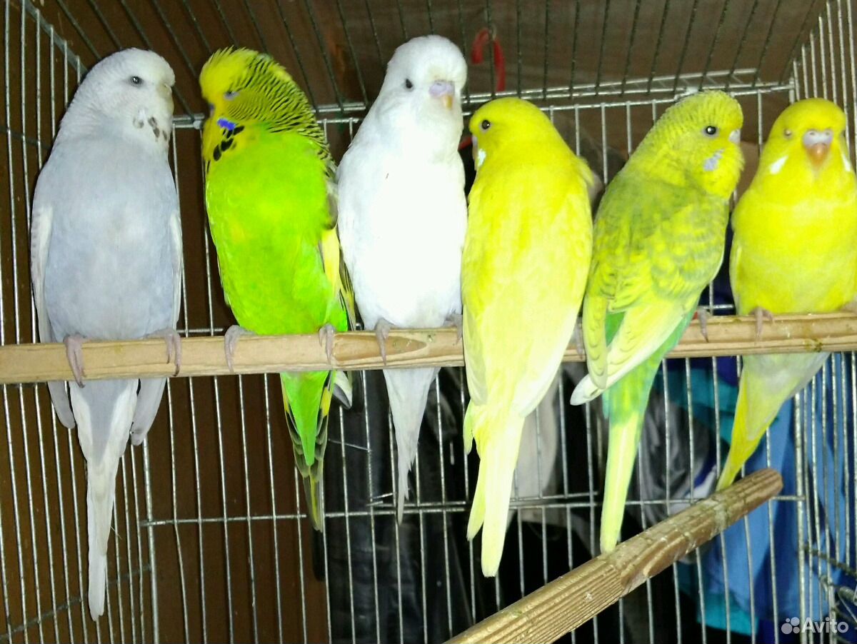 Птенчики чехи различных окрасов