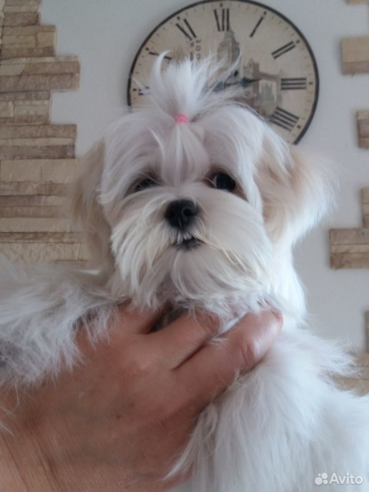 Мини крошка мальтезе 6мес