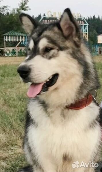 Аляскинский маламут. Вязка