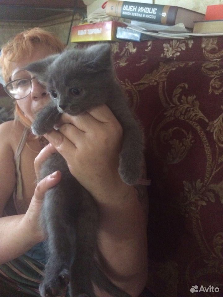 Котята (коты) британец+перс