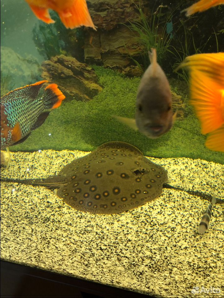 Скаты Аквариумная рыба