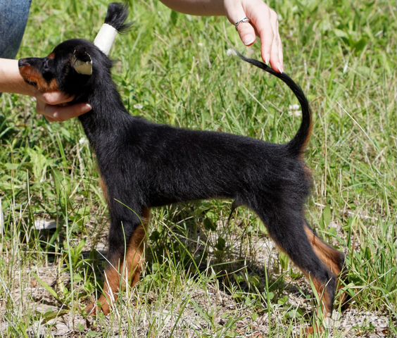 Той-терьер мальчик