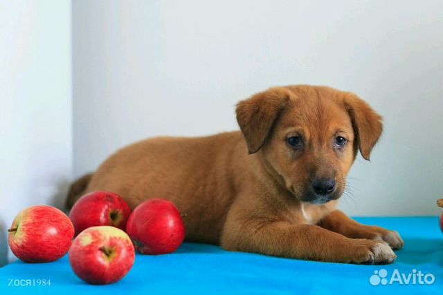 Щенок из приюта в добрые руки