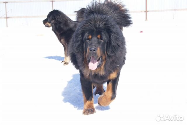 Щенки тибетского мастифа из питомника RussianDog