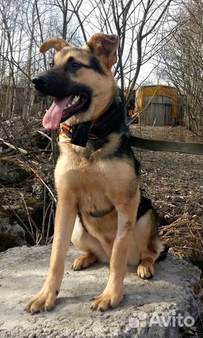 Крупный щенок-подросток с отличным характером