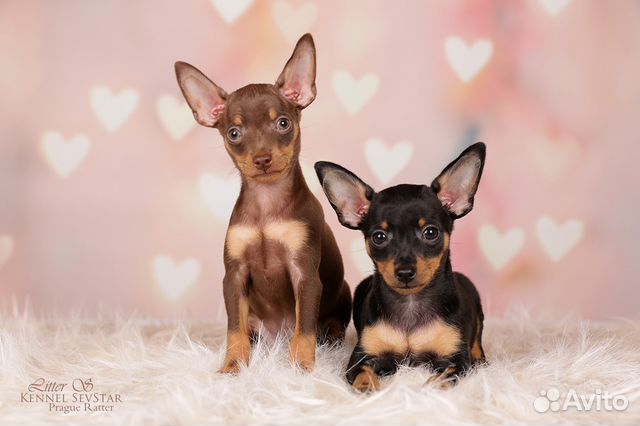 Пражский крысарик, Ратлик