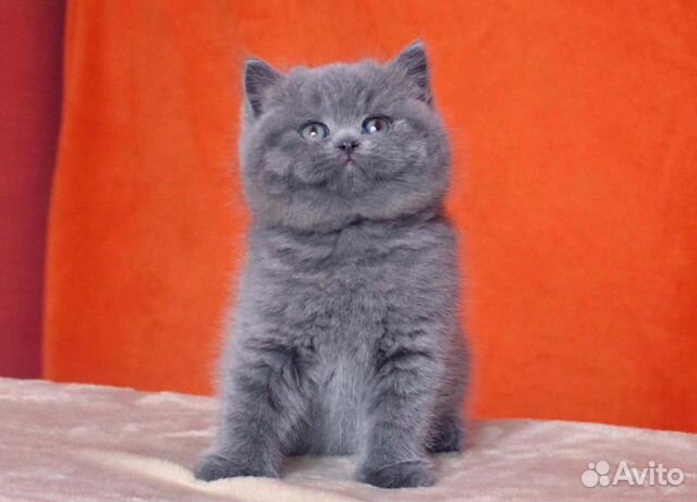 Мальчик одуванчик голубой плюшевый