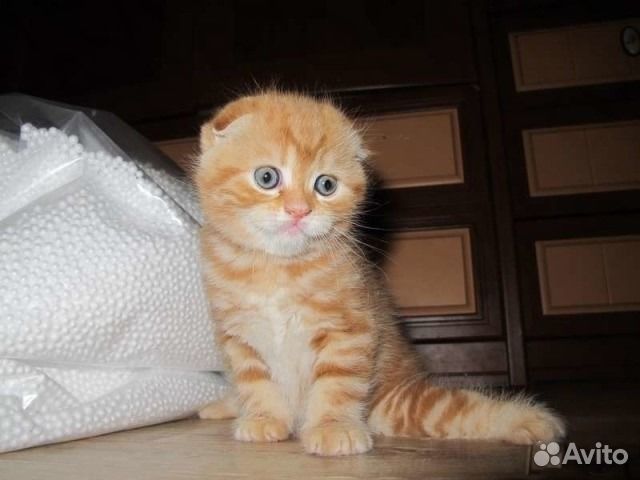 Замечательный рыжий котик Банни