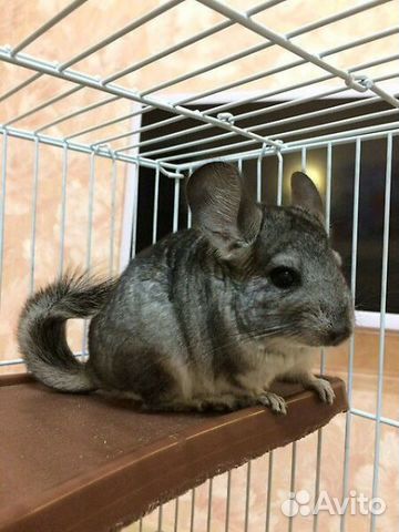 Молодой красавец самец н кпа