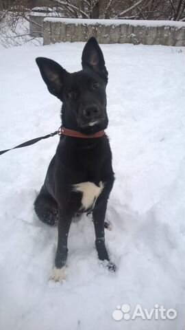 Марк щенок 7 месяцев в дар