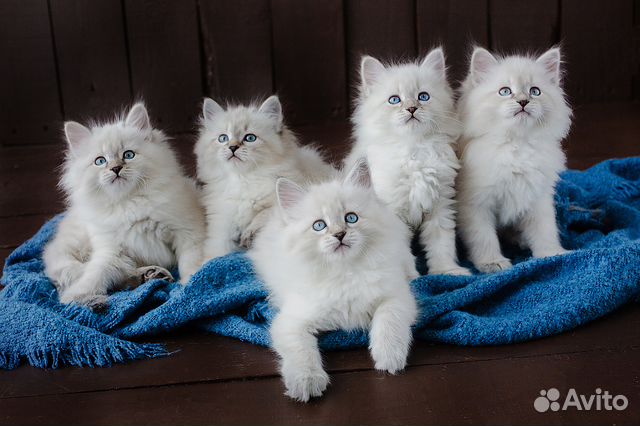 Породистые невские маскарадные котята из питомника