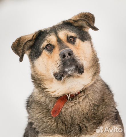 Грета, собака нянька. В дар