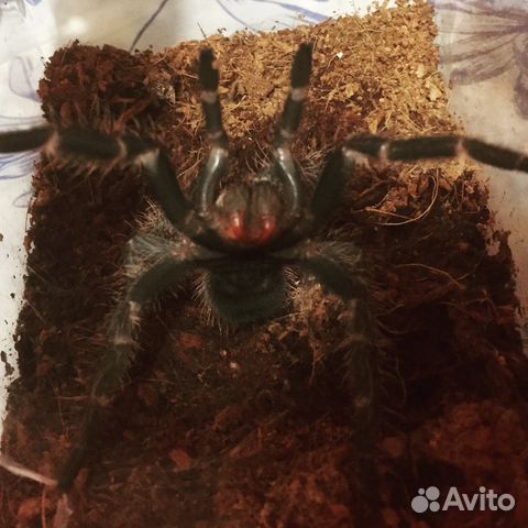 Lasiodora parahybana