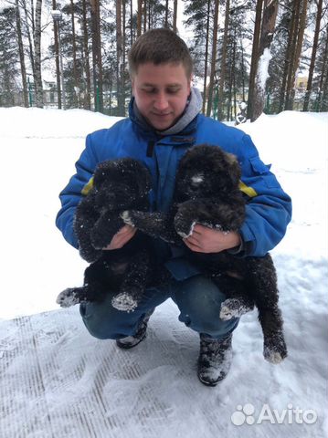 Отдадим новогодних щенков в хорошие руки