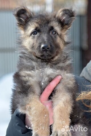 Девочка красавица, пушистое счастье