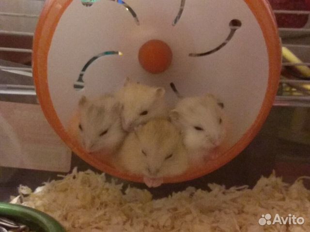 Хомячки Джунгарские