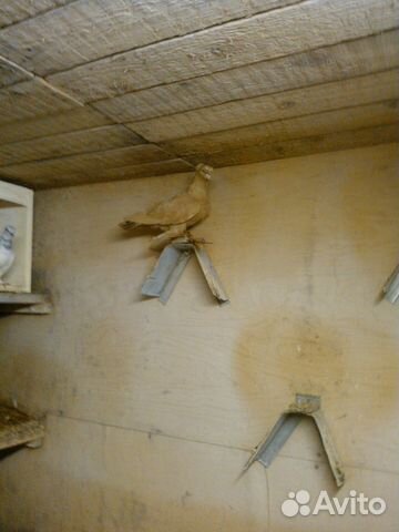 Продаю узбекских голубей