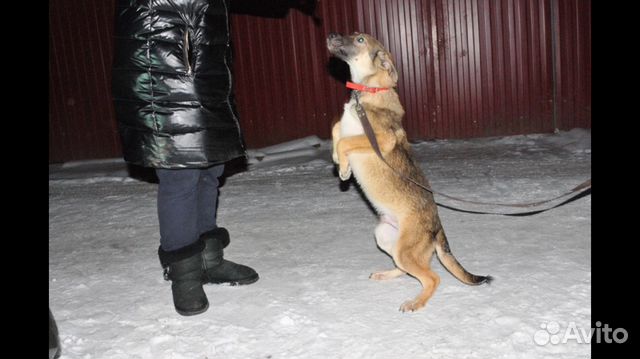 Вилли, 4 мес