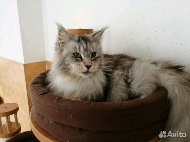 Мейн-кун девочка Диана 2года,спасите от усыпления