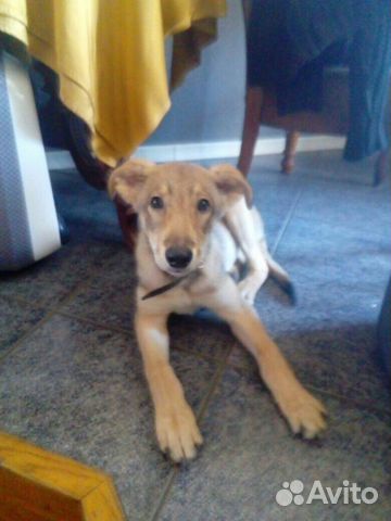 Отдам щенка в хорошие руки