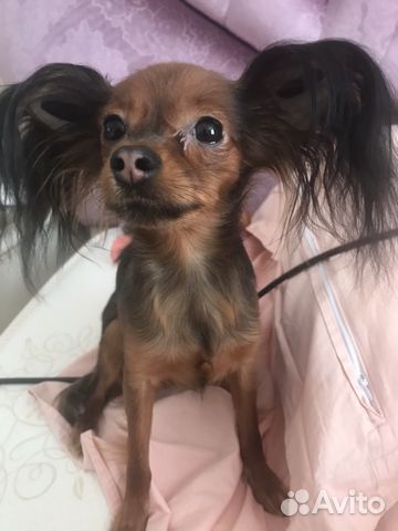 Невероятно красивая девочка породы русский длиннош