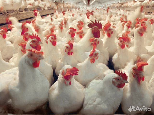 Продам кур несушек