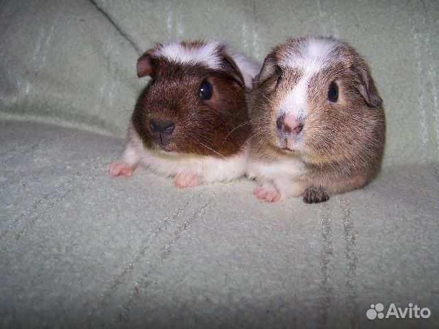 Крестеды цветные девочки и мальчики