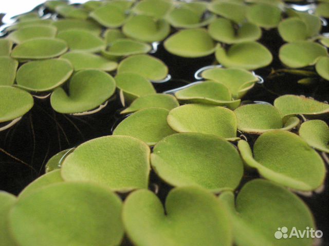 Сальвиния клобучковая(Salvinia cucullata)