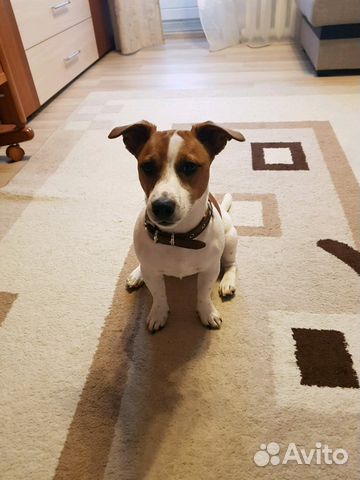 Джек рассел терьер вязка