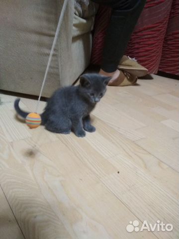 Маленькие короли мира