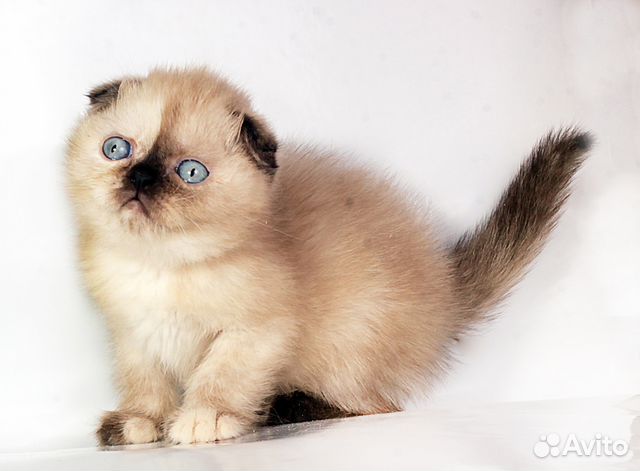 Эксклюзив специально для Вас