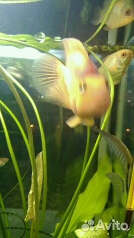 Красный попугай