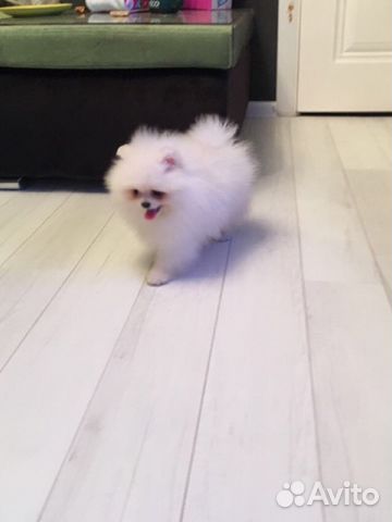 Шпиц (пушистый медвежонок)