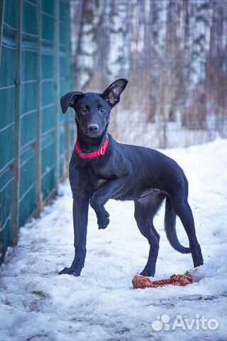 Красавица щенок Джесси в добрые руки