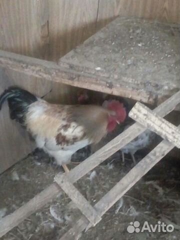 Кролики, петухи