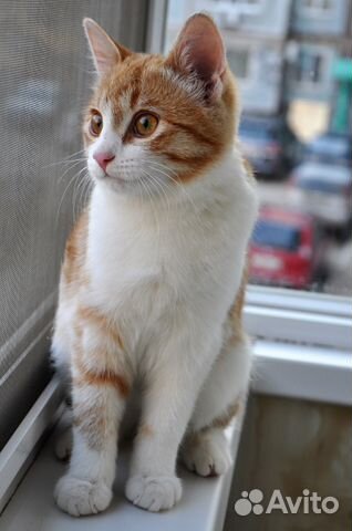 Красавица ищет семью