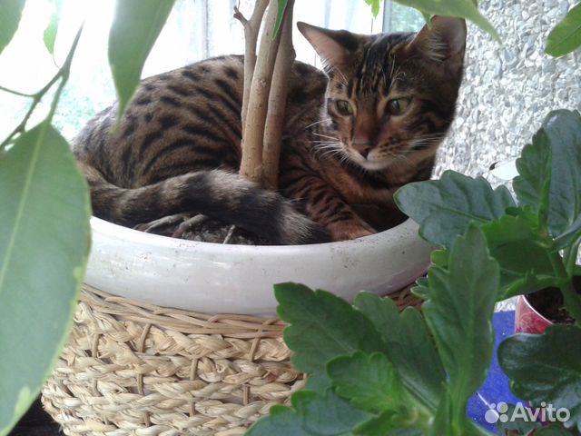 Чистопородная бенгалка