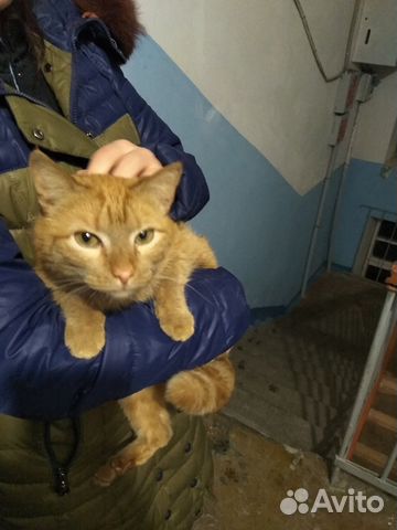 Рыжее счастье в хорошие руки